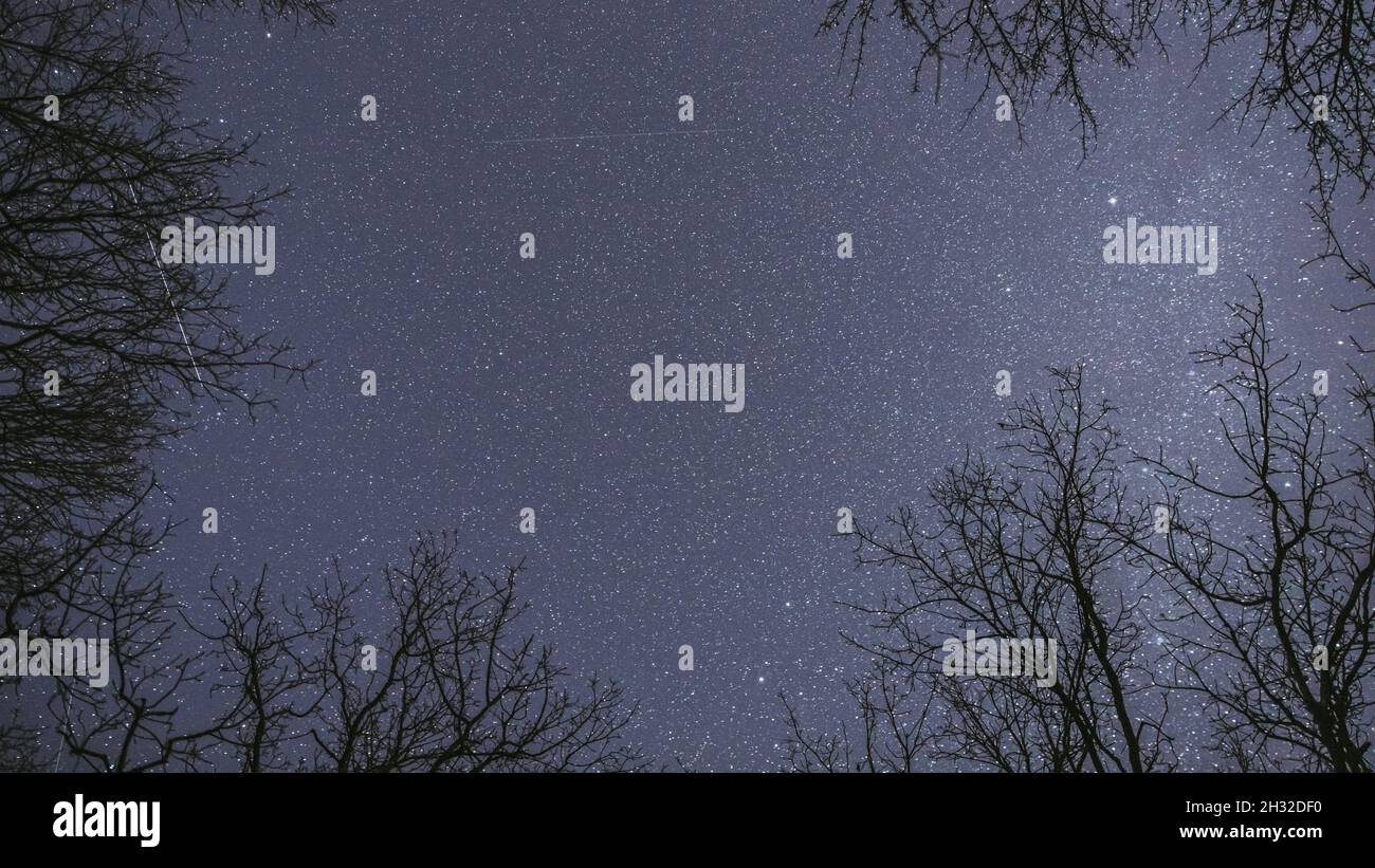 Night Sky Stars Above Oak Trees Branches In Early Spring. Natural ...