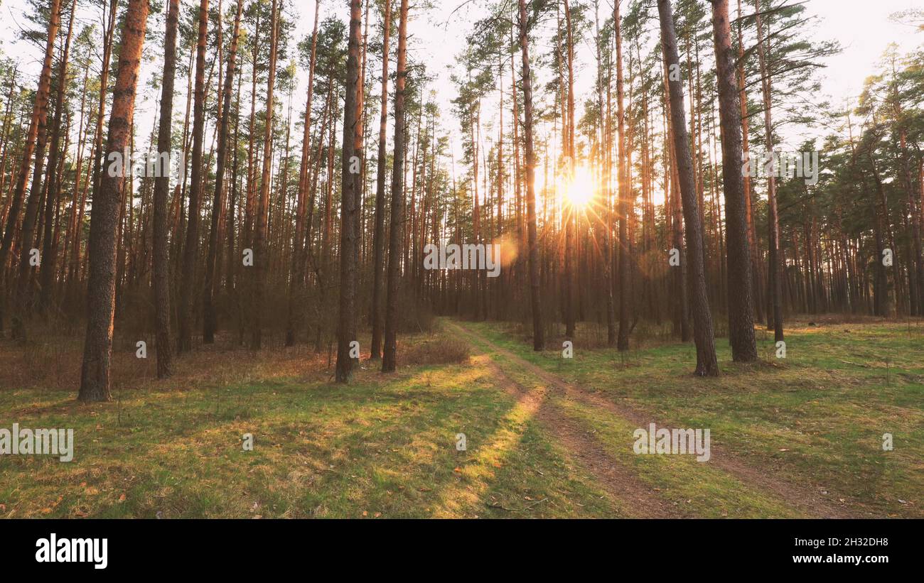 Beautiful Sunrise Sun Sunshine In Sunny Spring Coniferous Forest ...