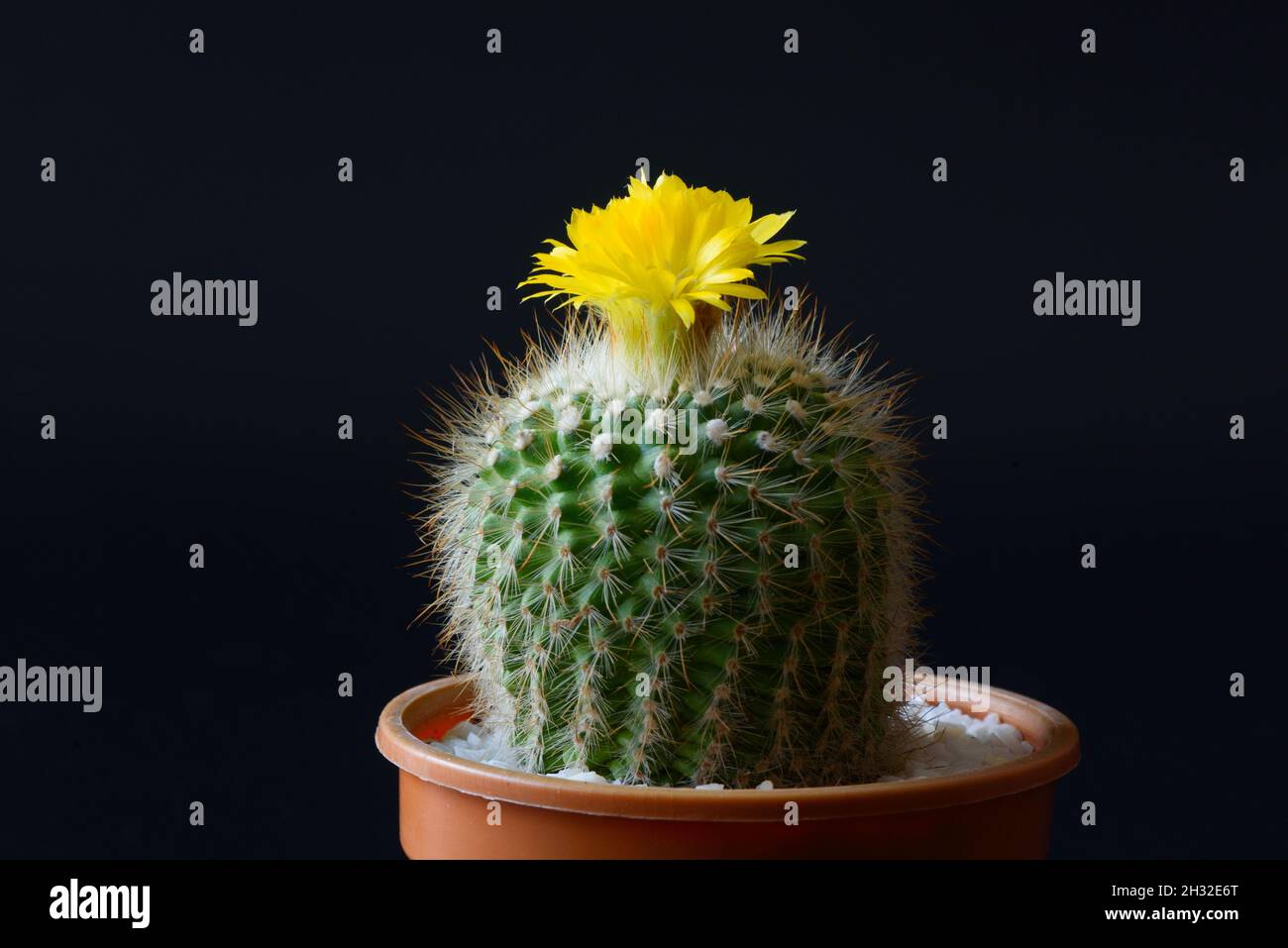 Close-up beautiful yellow parodia leninghausii flower on black ...