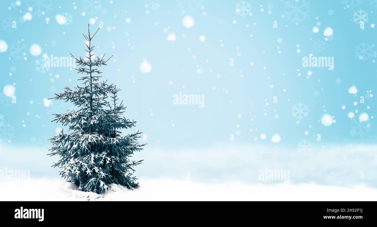 Christmas background with snowy fir tree Stock Photo - Alamy