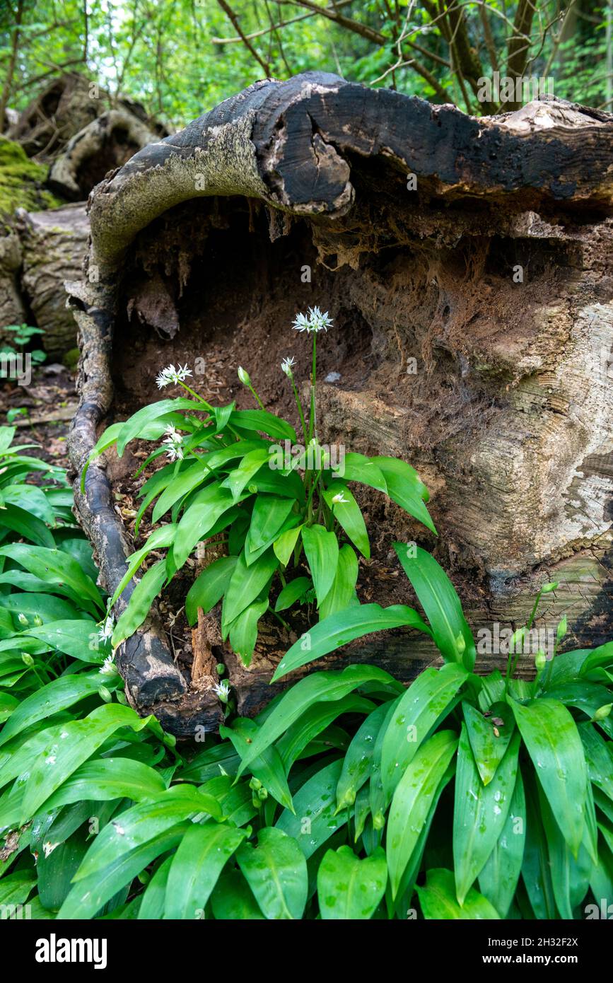 Wild garlic (Ransomes) flowering in the stump of a rotting fallen tree ...