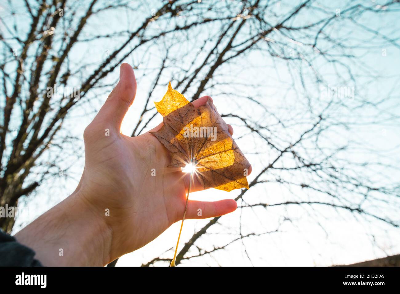 Maple leaf in humans hand and sun shines trough. Human holding orange ...