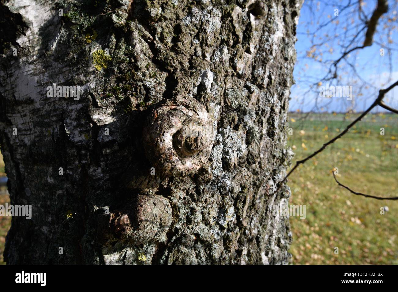 Outgrown hi-res stock photography and images - Alamy