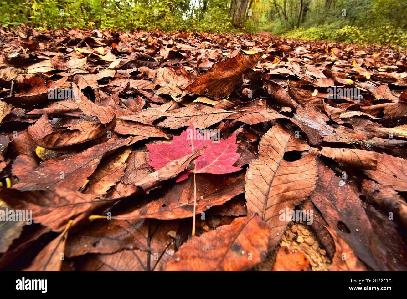 Changing leaf colors hi-res stock photography and images - Alamy