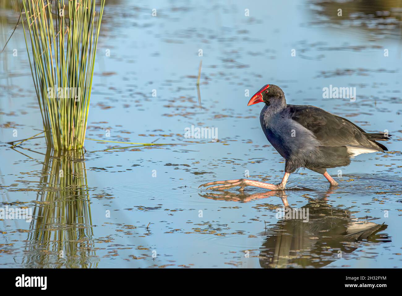 Long toed bird hi-res stock photography and images - Alamy
