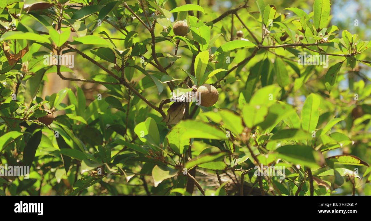 Goa india young green nutmeg hi-res stock photography and images - Alamy