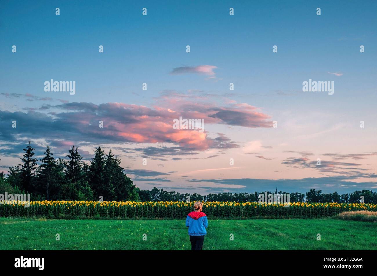 Unity with nature. Young woman alone in a green summer sunflowers field ...