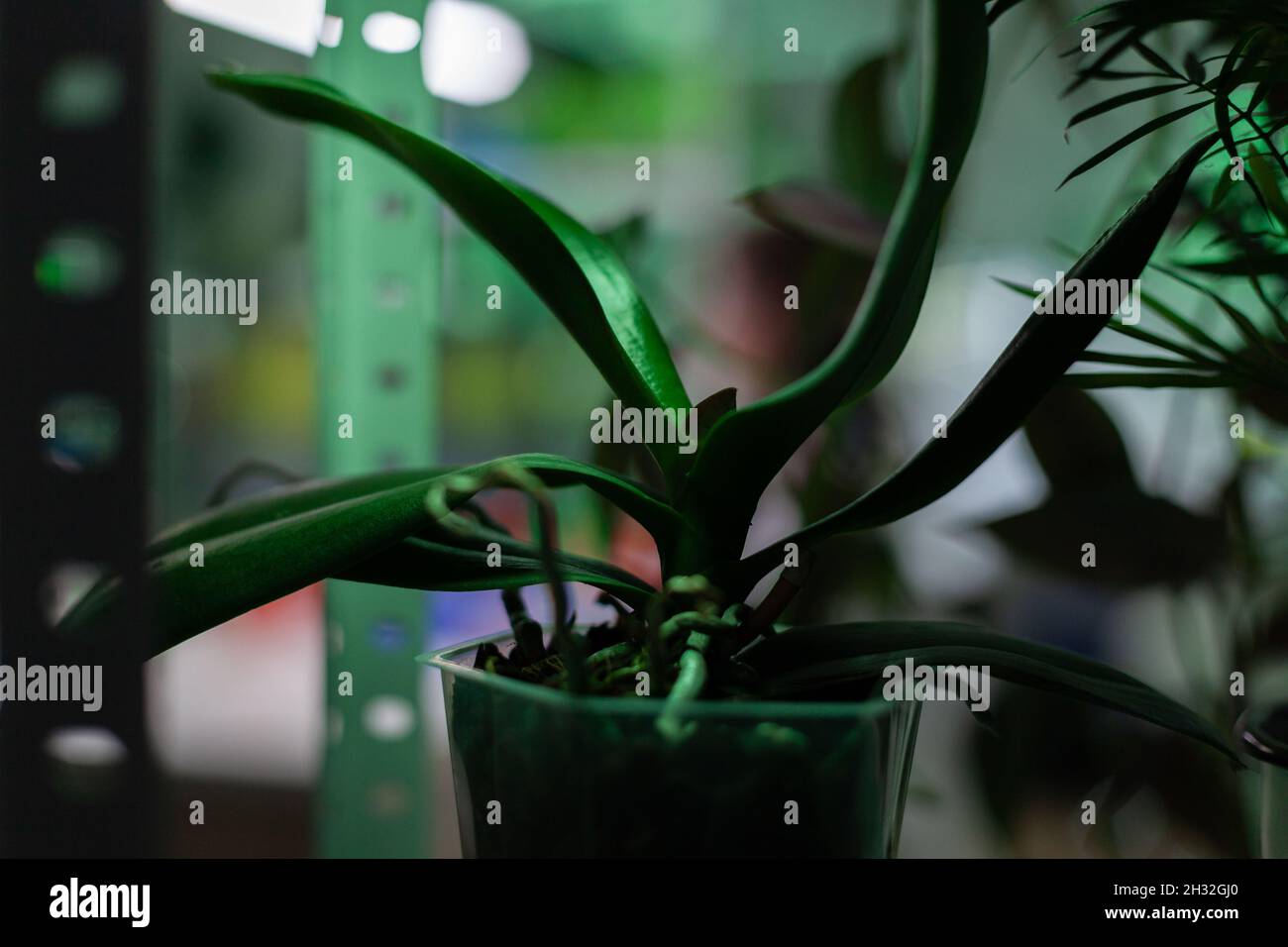 Selective focus on genetically modified green plant standing on table ...