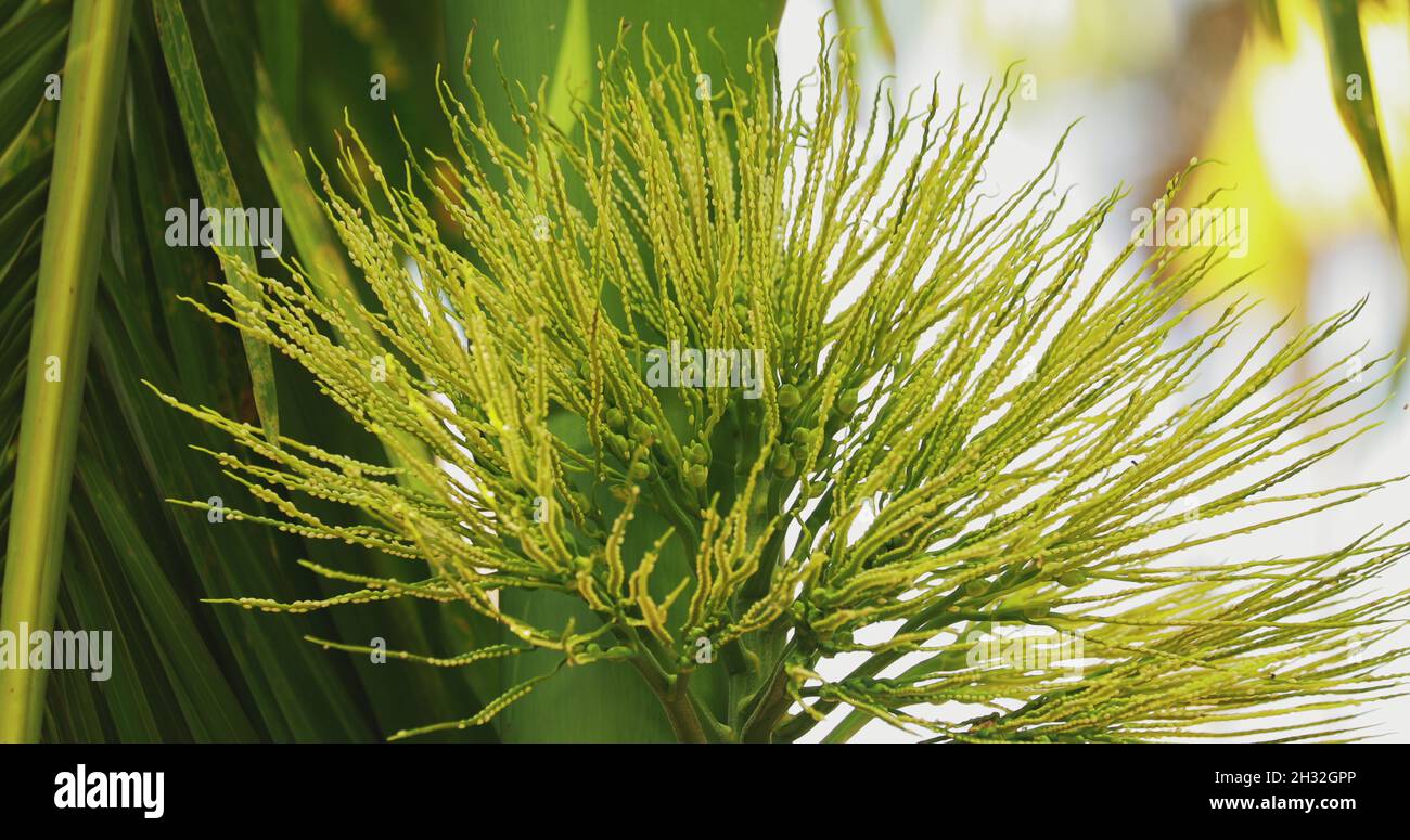 Goa, India. Young Green Shoots Of Areca Catechu Palm. Zoom Out Stock ...