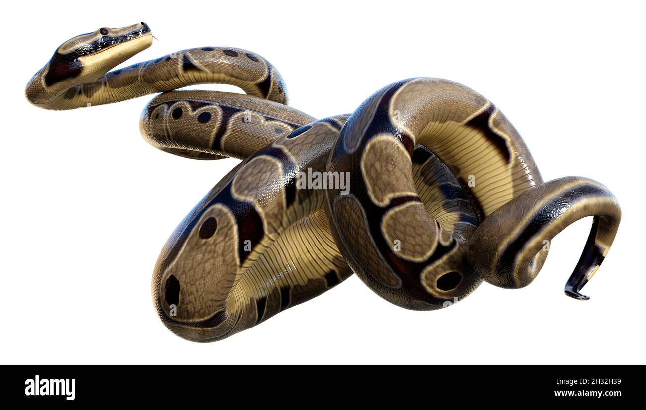 3D rendering of a ball python or python regius isolated on white ...