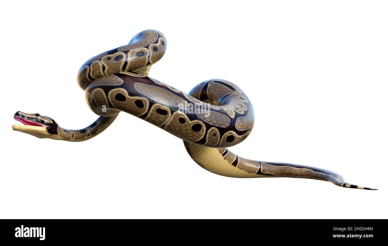 3D rendering of a ball python or python regius isolated on white ...