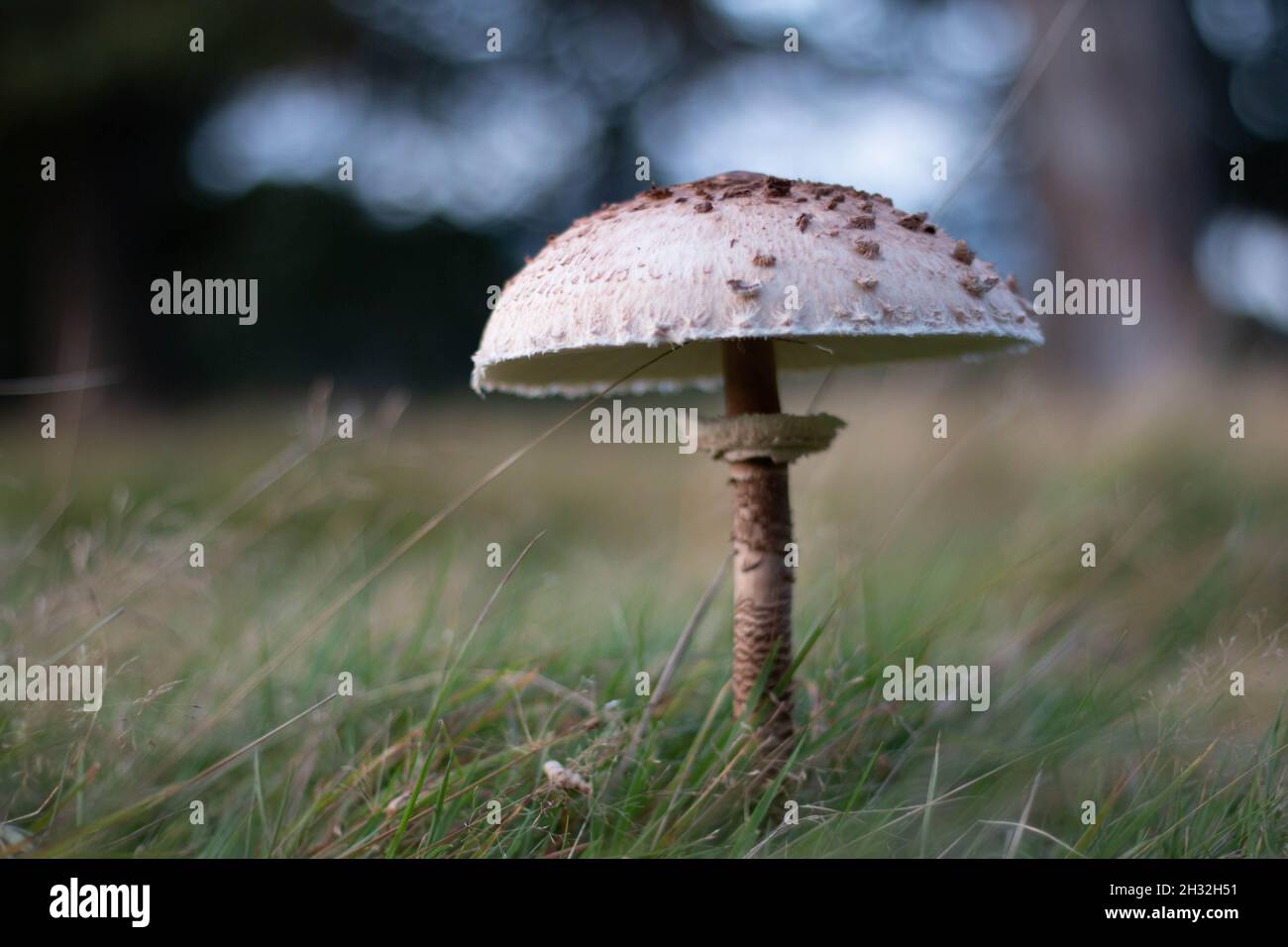 Britain fungi hi-res stock photography and images - Alamy