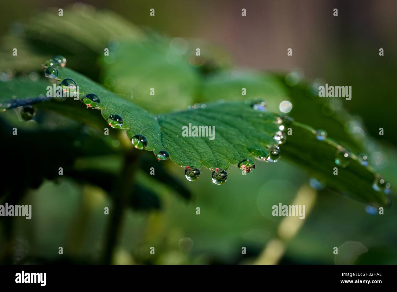 Garden strawberry leaves with dew drops Stock Photo - Alamy