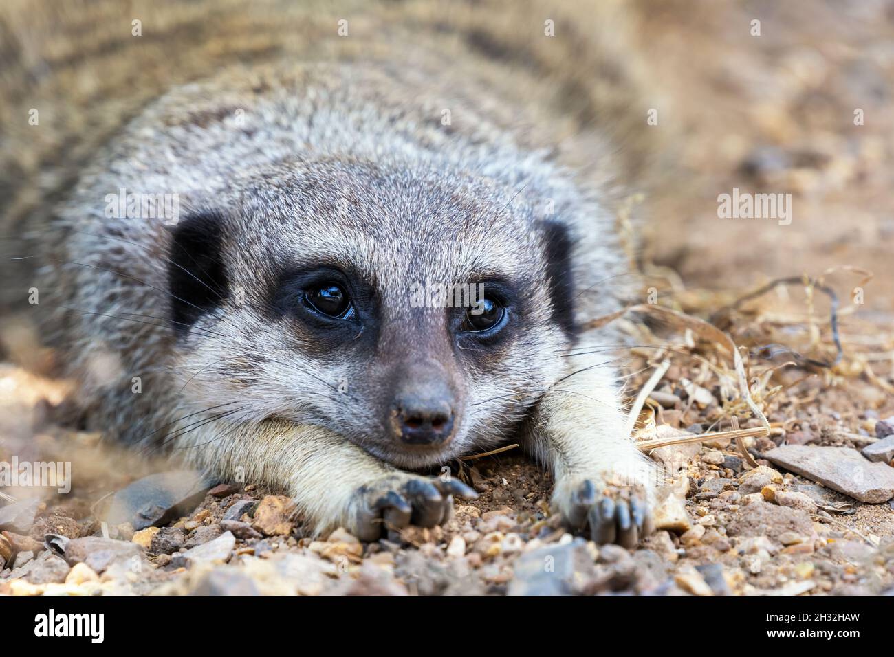 Crouching meerkat, suricata suricatta, close up portrait. with focus on ...
