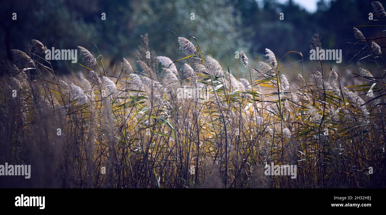 Green reeds sway in wind hi-res stock photography and images - Alamy