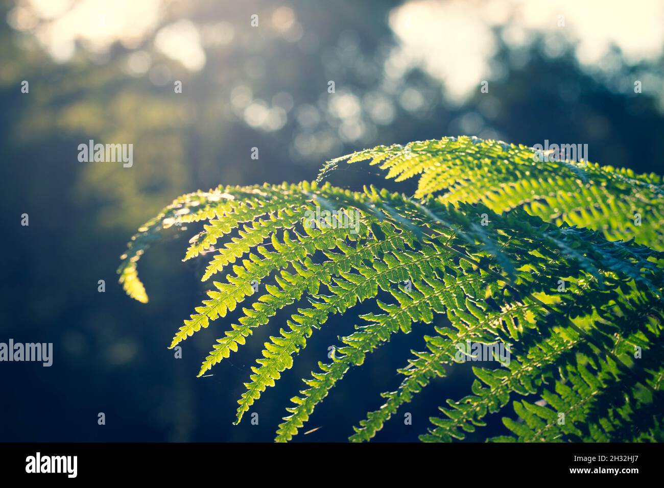 Kinver edge national trust hi-res stock photography and images - Alamy