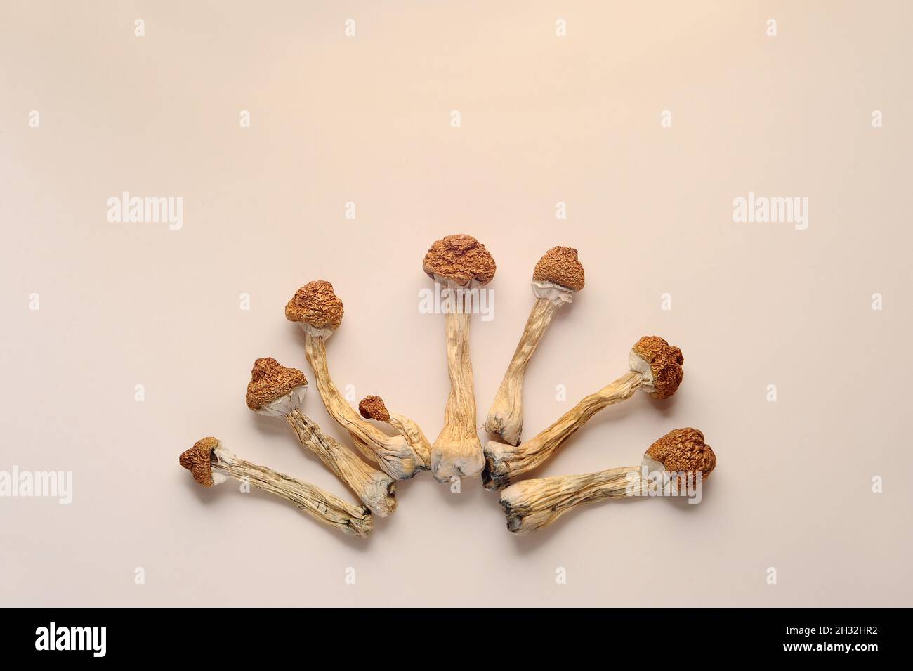 Micro-dosing concept. Dry psilocybin mushrooms on white background ...