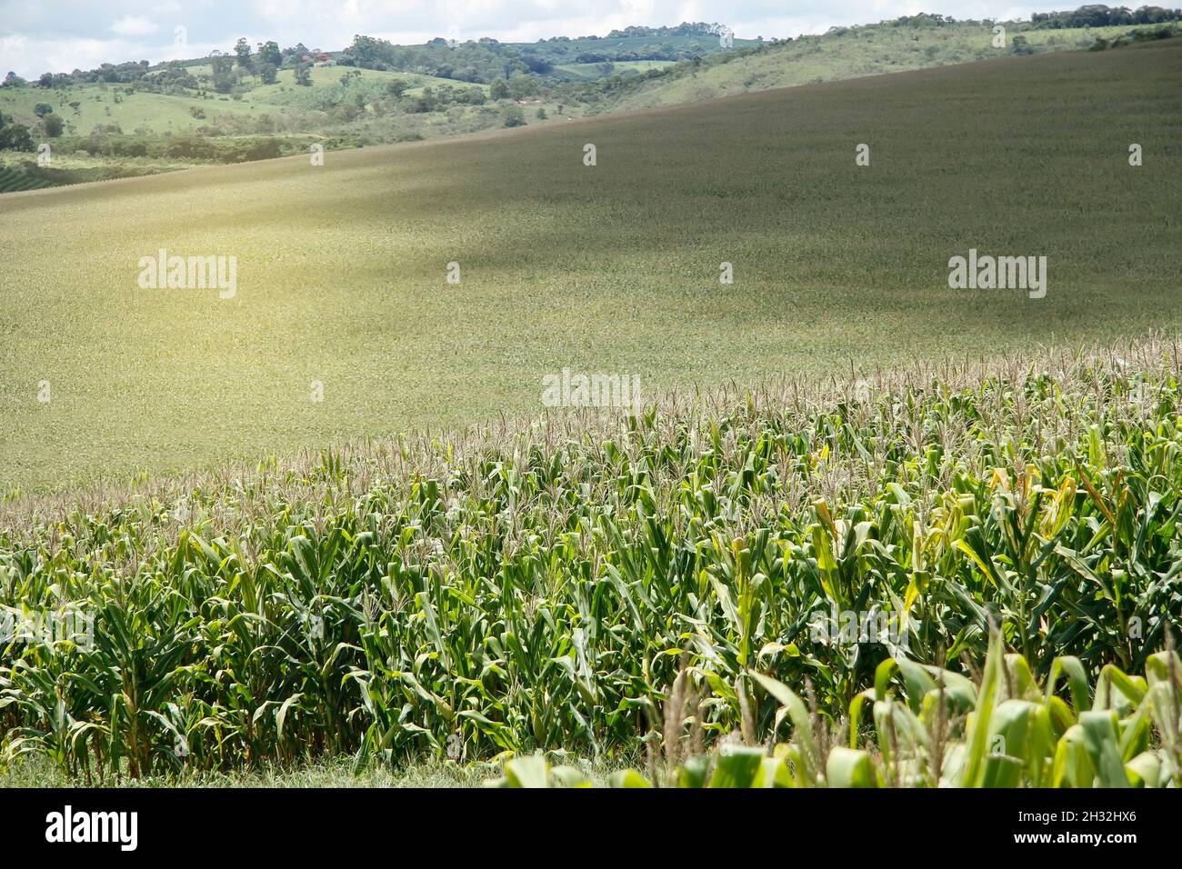 daytime view of corn crop - agriculture concept Stock Photo - Alamy
