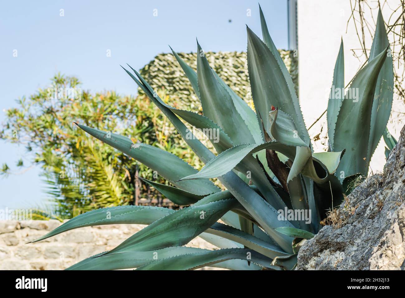 A cactus that descends along the wall of the promenade in Igalo ...