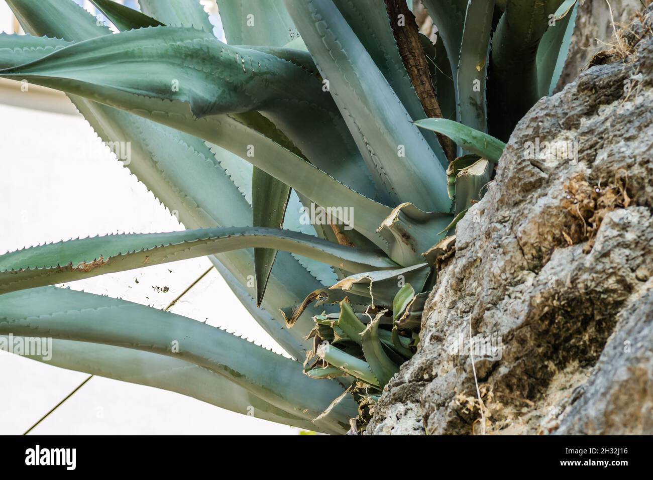 A cactus that descends along the wall of the promenade in Igalo ...