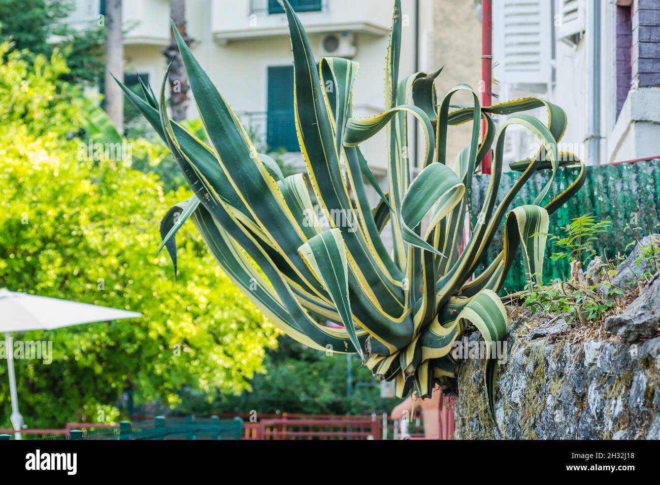 A cactus that descends along the wall of the promenade in Igalo ...