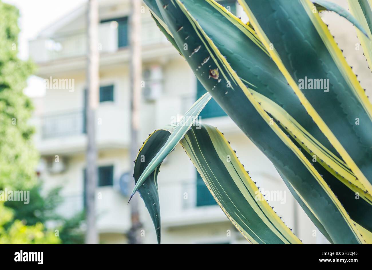 A cactus that descends along the wall of the promenade in Igalo ...