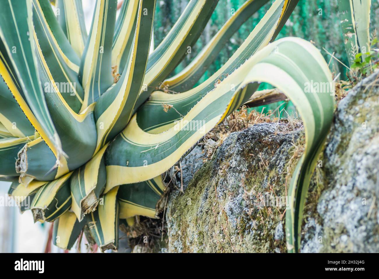 A cactus that descends along the wall of the promenade in Igalo ...