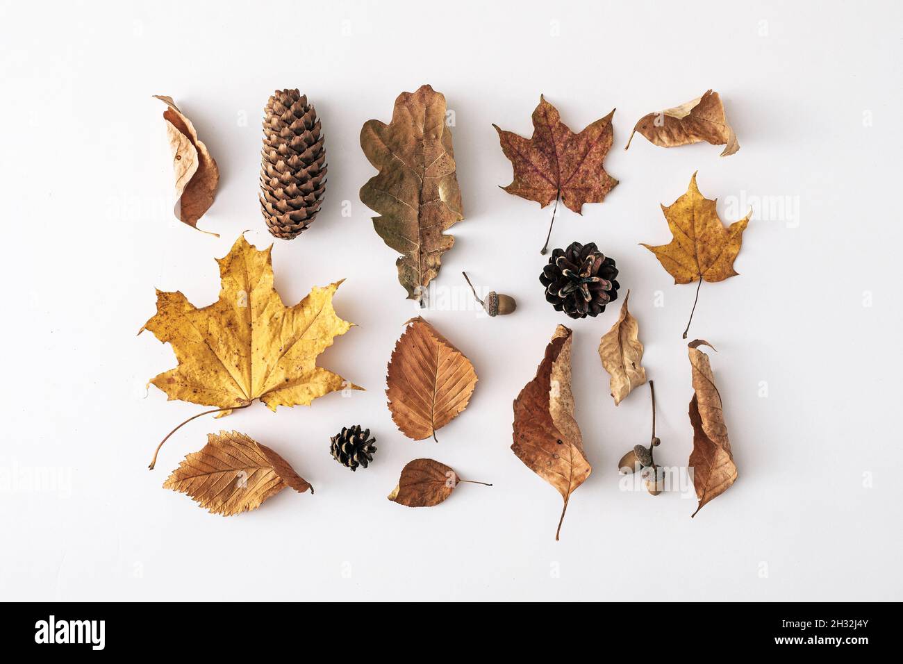 Assorted dead and decaying autumn leaves with conifer cones arranged ...