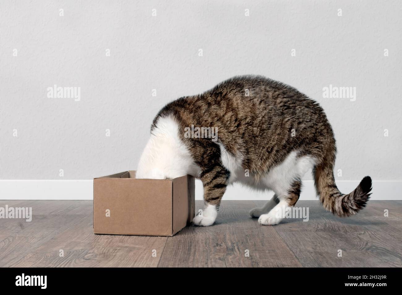 Funny tabby cat stuck his head inside a small cardboard box Stock Photo ...