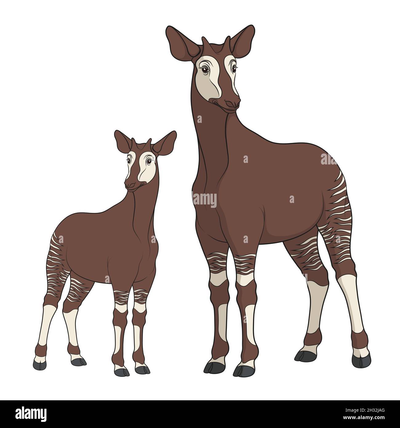 Colored illustration with okapi image. Isolated vector objects on white ...