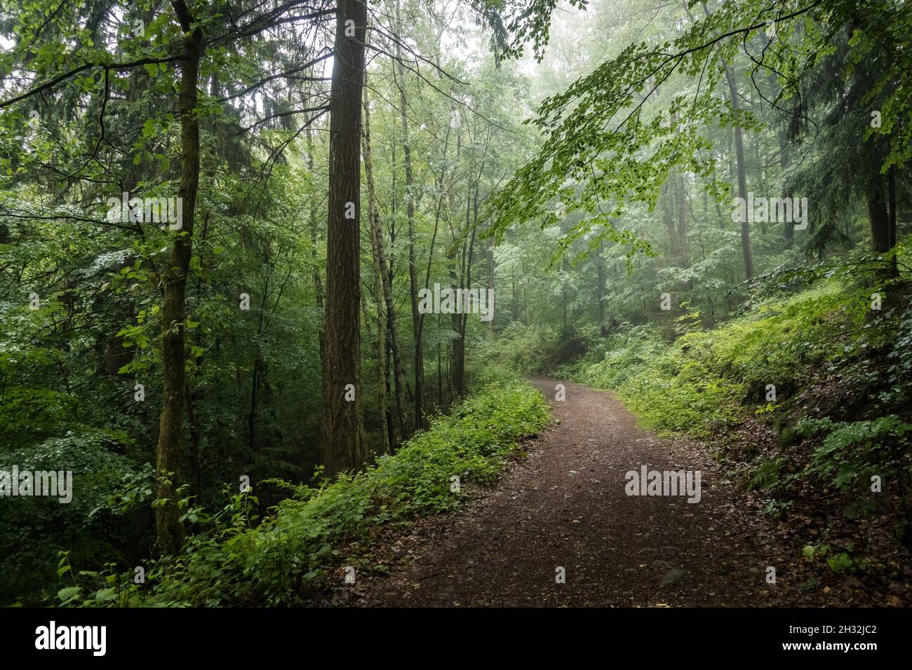 Path through a forest with green trees Stock Photo - Alamy