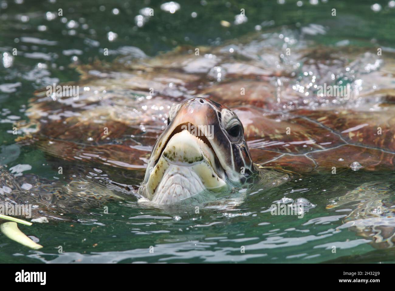 Closeup view of green turtle in the Indian ocean Stock Photo - Alamy