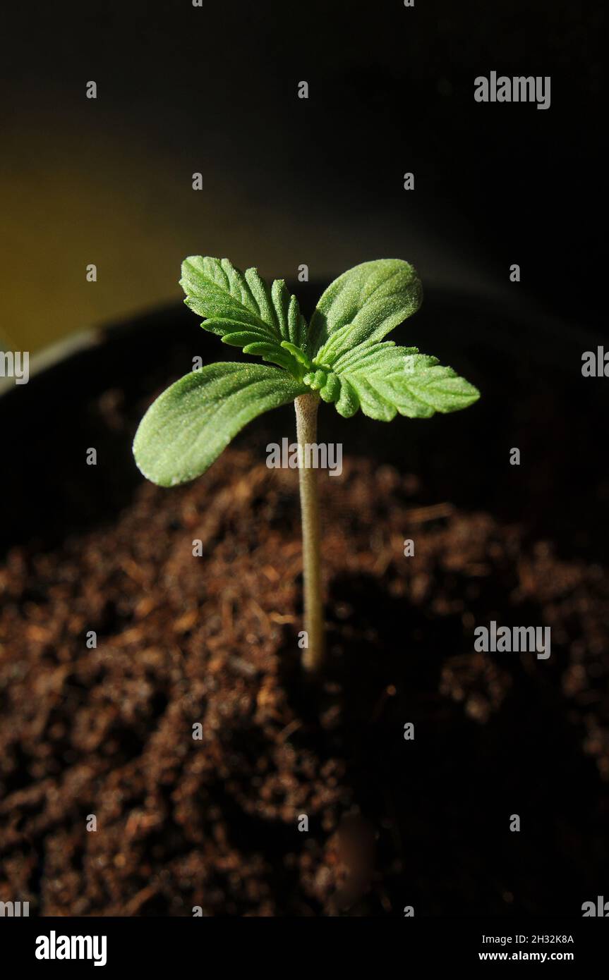 Baby Weed Plant Stages