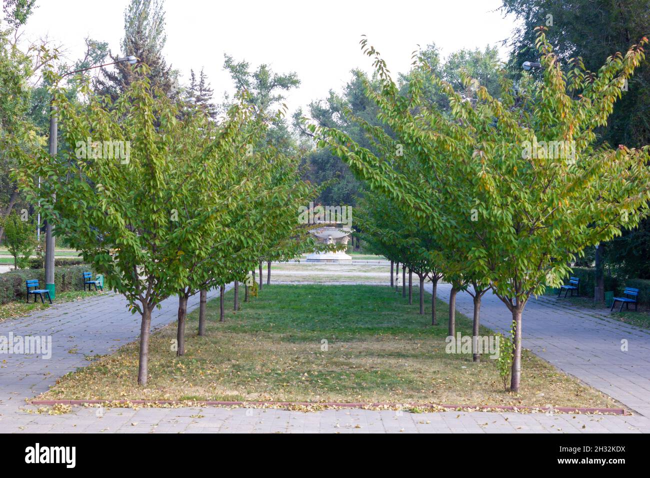Symmetrical row of beautiful trees in a park with benches - background ...