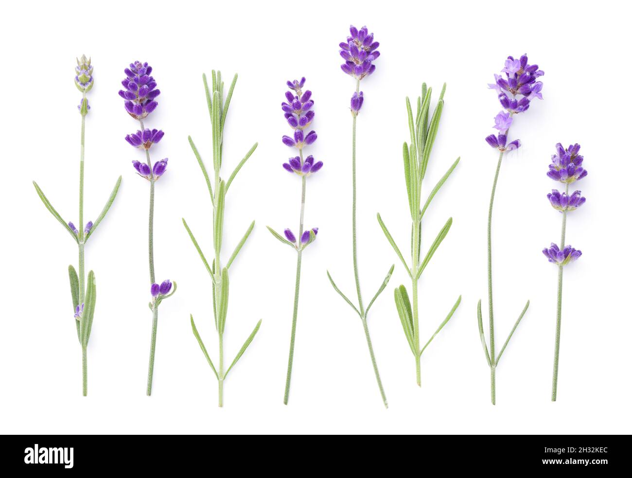 Set of lavender flowers and leaves isolated over white background. Top ...
