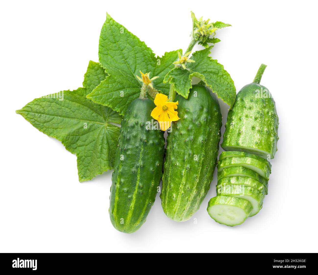 Fresh ground cucumbers with leaves and flowers isolated over white ...