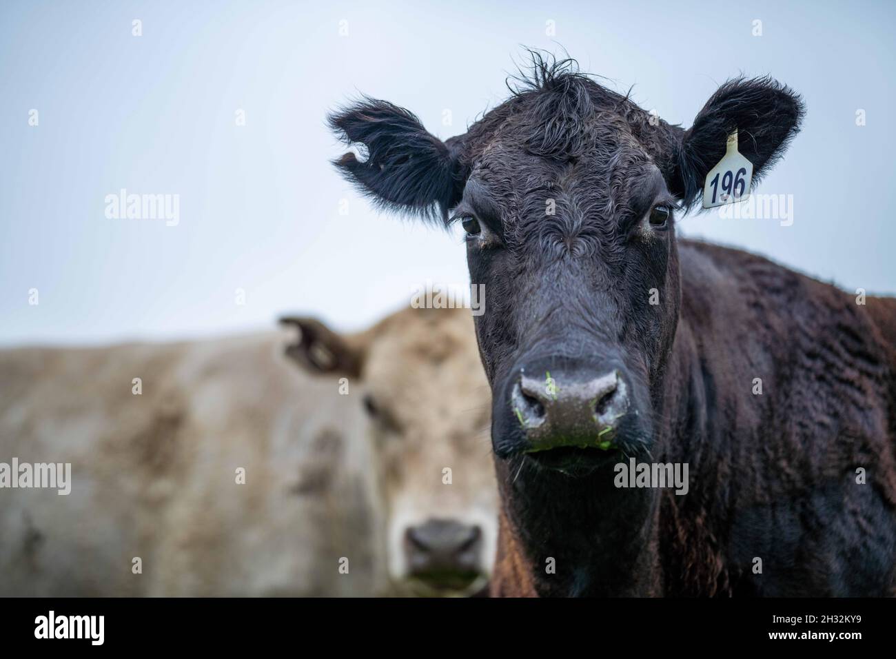 Close up of Stud Beef bulls, cows and calves grazing on grass in a ...