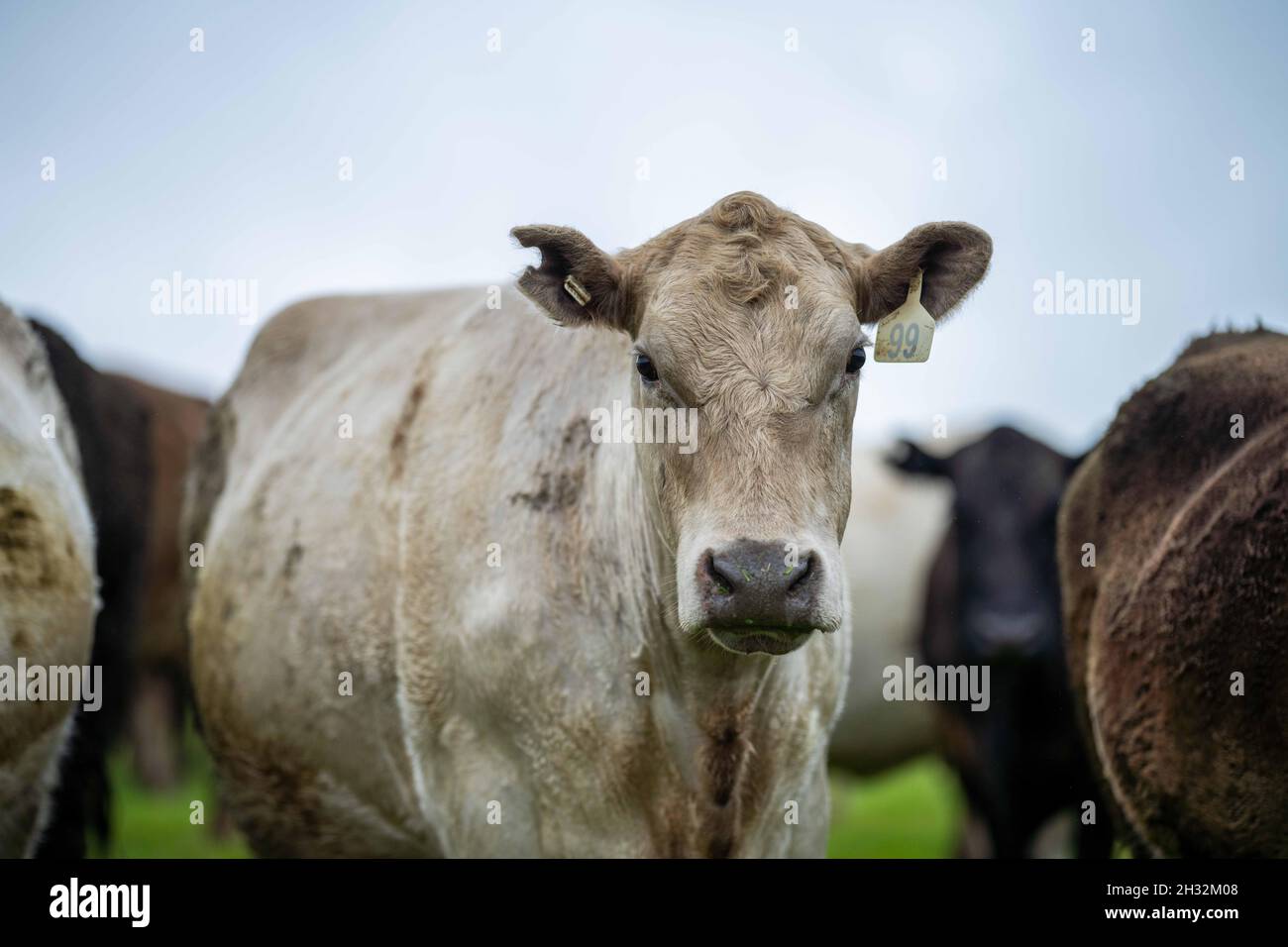 Close up of Stud Beef bulls, cows and calves grazing on grass in a ...