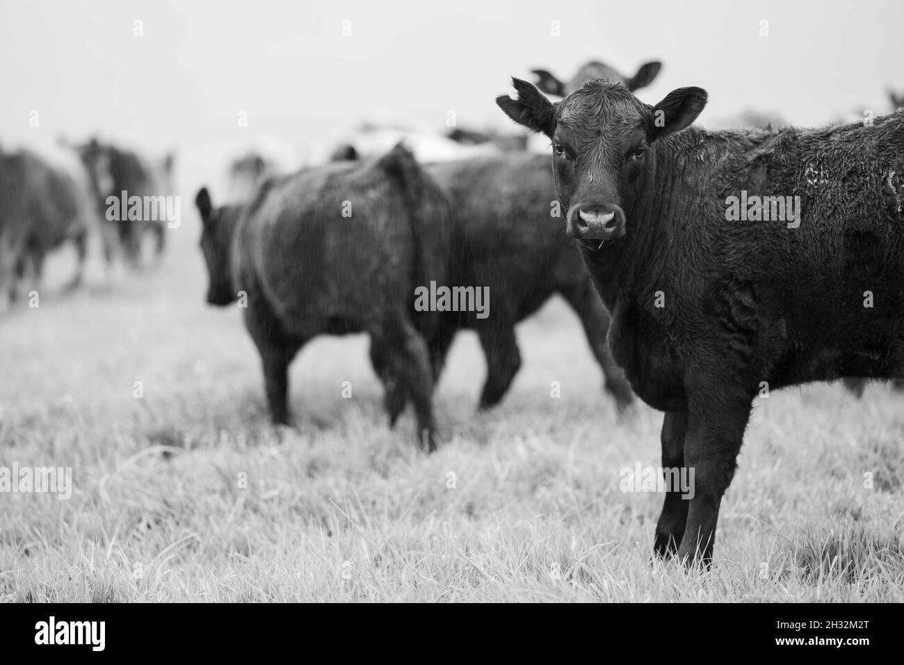 Simmental cows and calves Black and White Stock Photos & Images - Alamy