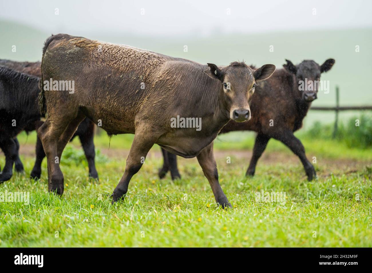 Close up of Stud Beef bulls, cows and calves grazing on grass in a ...