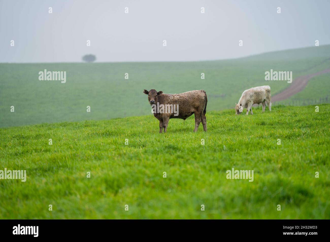 Close up of Stud Beef bulls, cows and calves grazing on grass in a ...