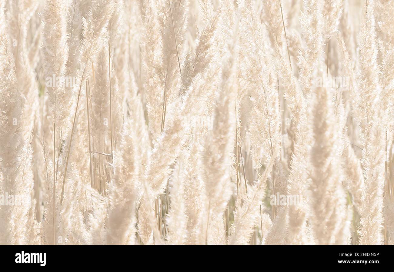 Autumn landscape on a sunny day. Field with dry autumn grass. Pampas ...
