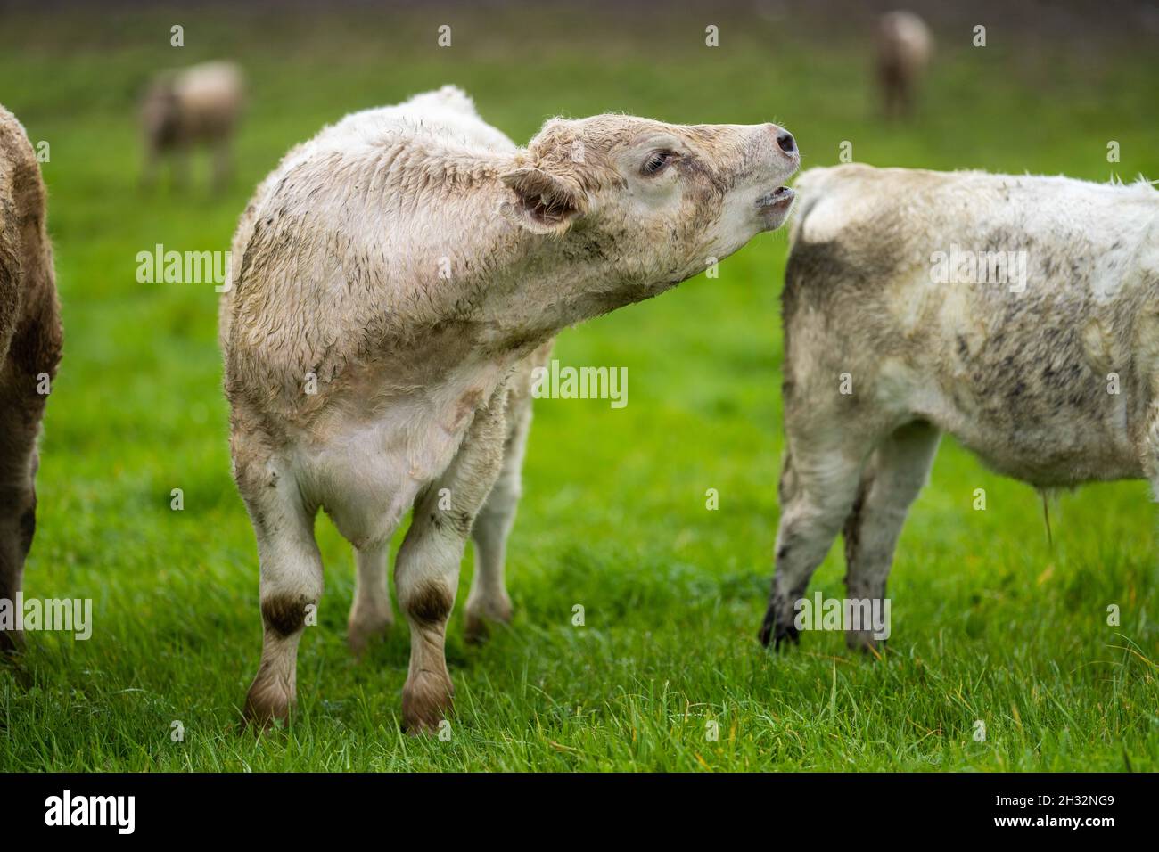 Close up of Stud Beef bulls, cows and calves grazing on grass in a ...