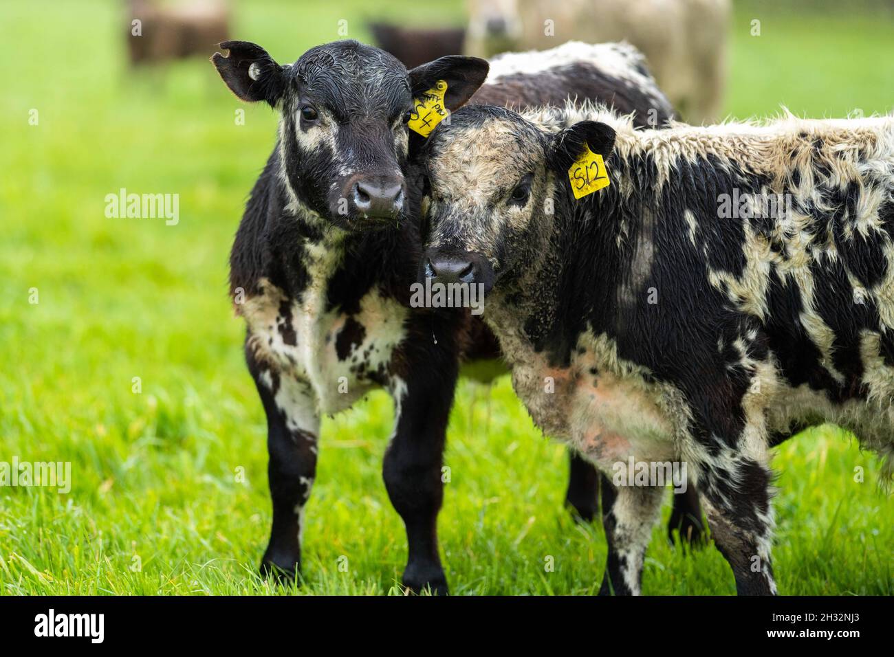 Close up of Stud Beef bulls and cows grazing on grass in a field, in ...