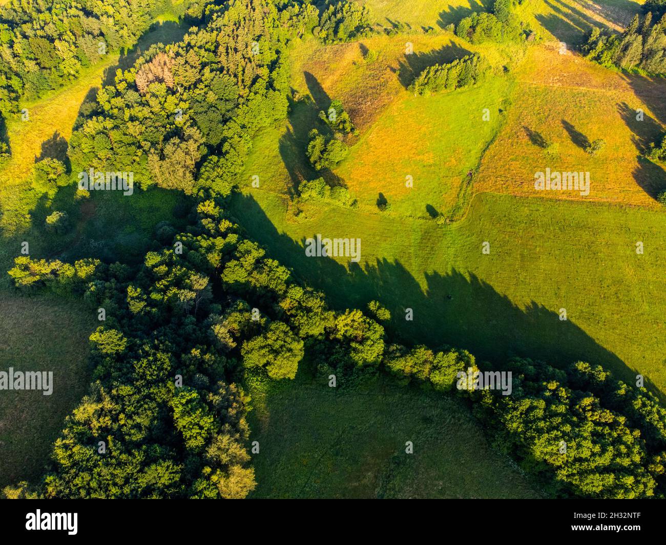 Lush green natural landscape with trees and meadows Stock Photo - Alamy