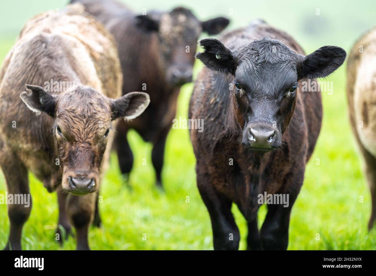 Close up of Stud Beef bulls and cows grazing on grass in a field, in ...
