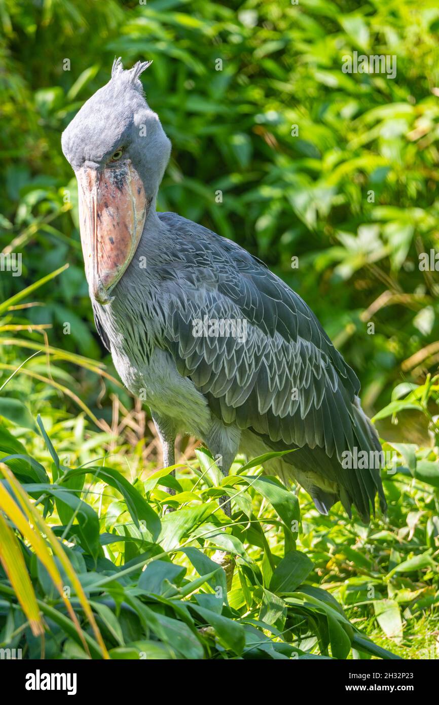 Shoebill - funny stork in the greenery Stock Photo - Alamy