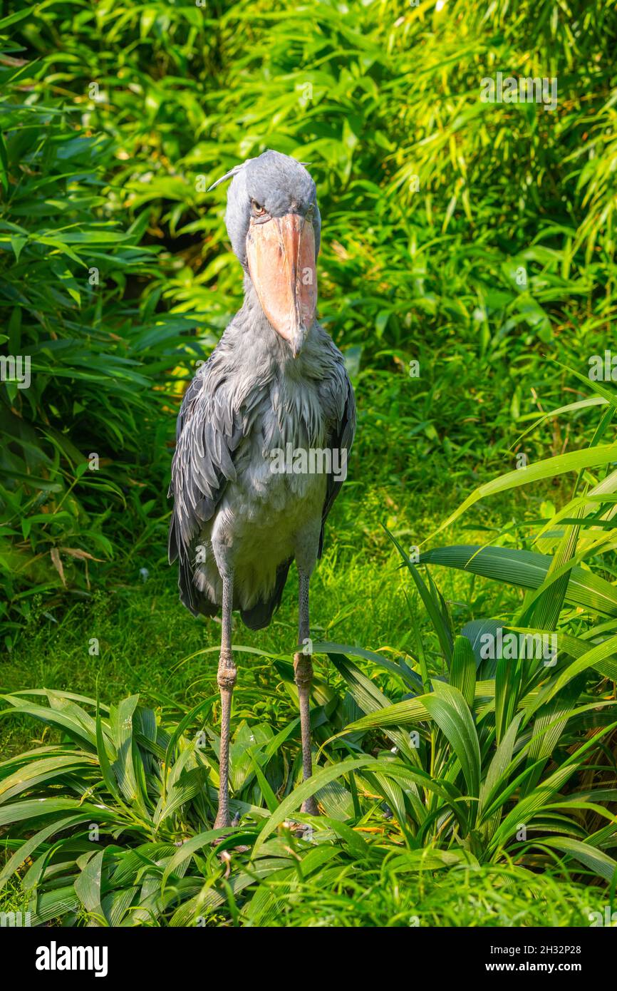 Shoebill - funny stork in the greenery Stock Photo - Alamy