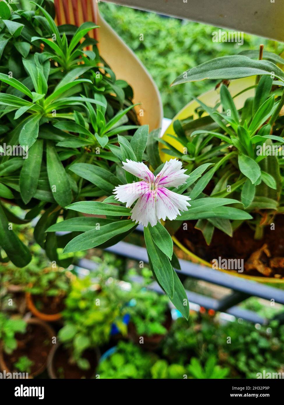 Closeup shot of blooming white and pink flower with green pointy leaves ...