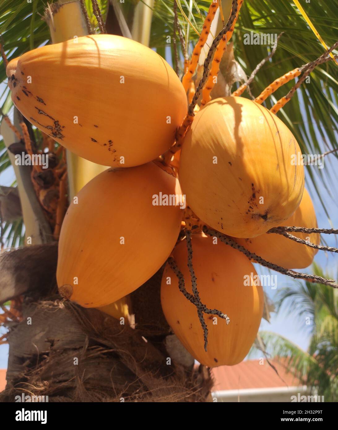 Closeup shot of yellow ripe coconuts on the tree under bright sunlight ...